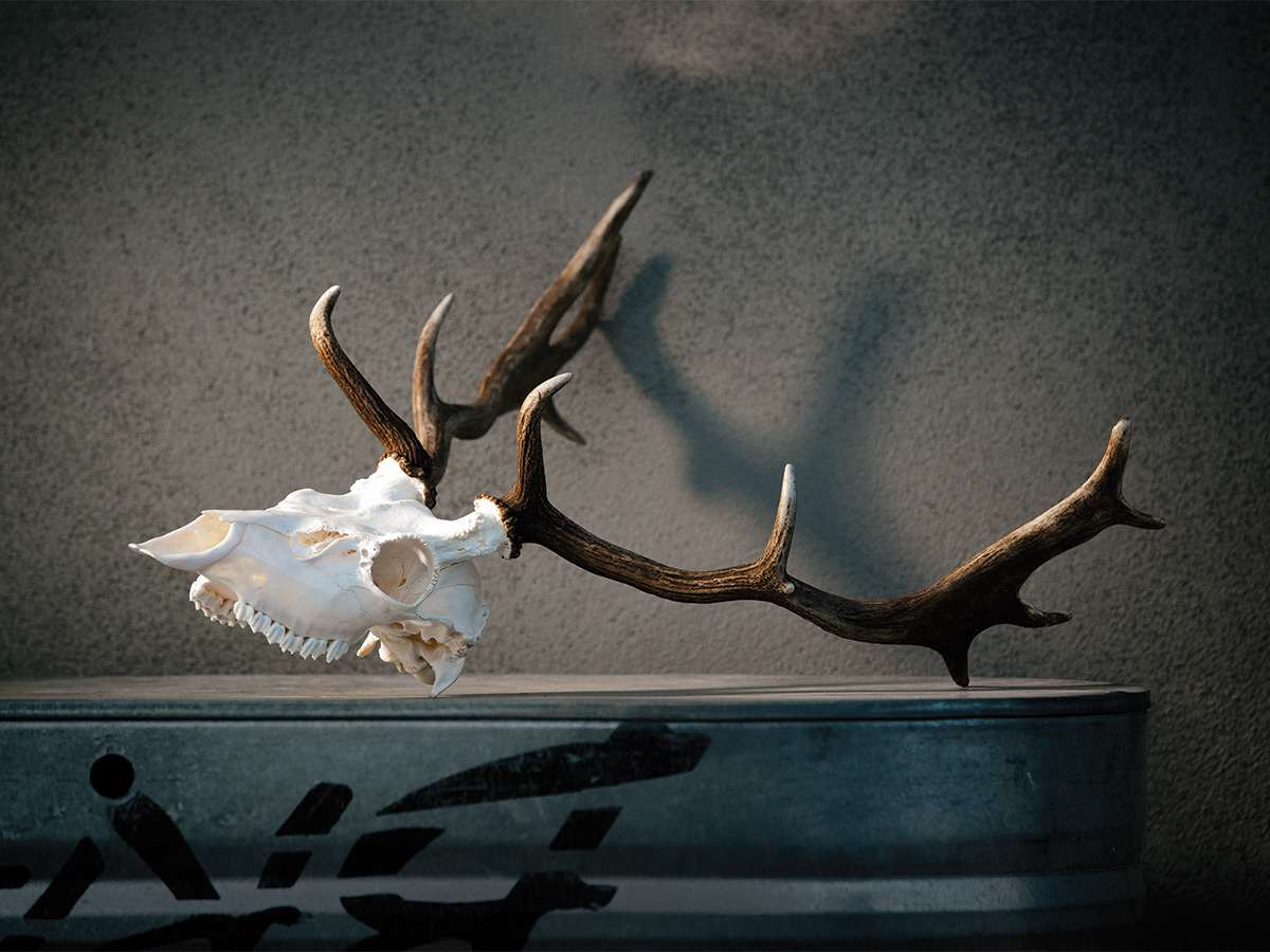 DIY European Mount - CARNIVORE Magazine