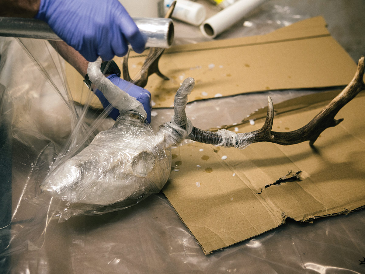 DIY European Mount - CARNIVORE Magazine