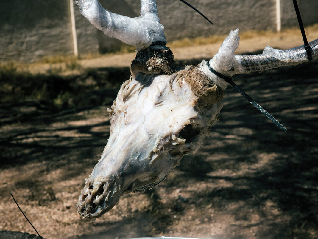 DIY European Mount - CARNIVORE Magazine