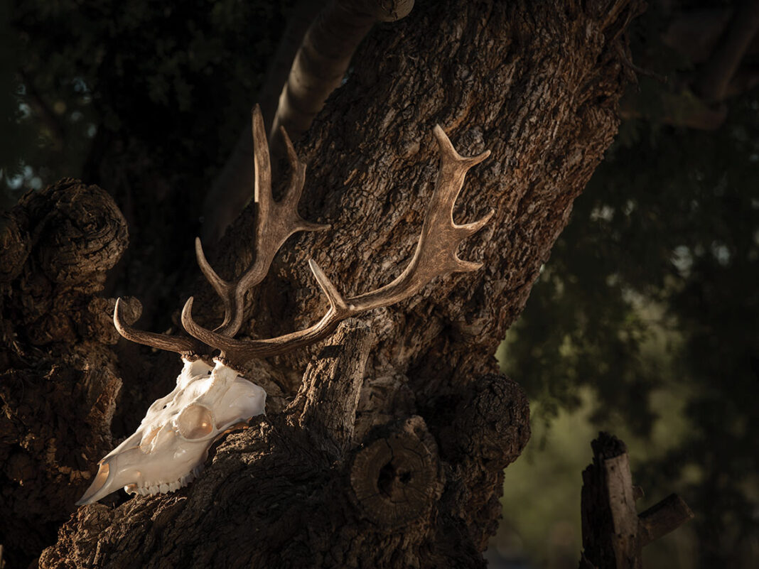 DIY European Mount - CARNIVORE Magazine